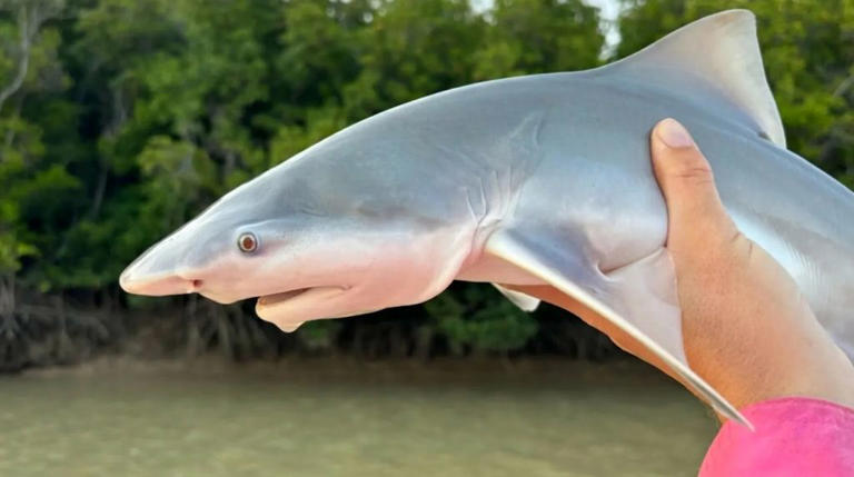 Scientists are using lasers on sharks for a reason that actually makes ...