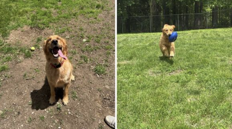 Stella is a loyal shadow in the making: Meet the high-energy golden ...