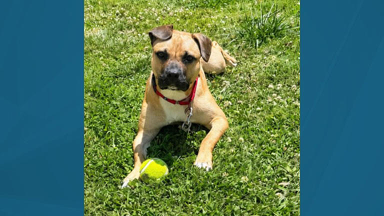 Fur baby Friday: Meet Widget!