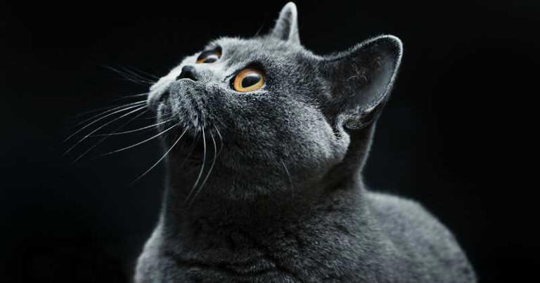 ¿Tiene un gato gris en casa? Científicos revelan la verdad detrás de su ...
