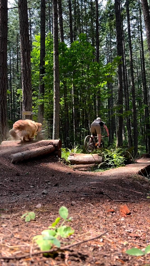 Trail dog joins epic bike rides with owner