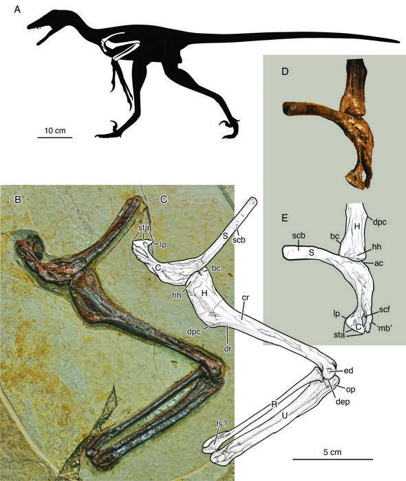 New species of four-winged dinosaur that preyed on early birds ...