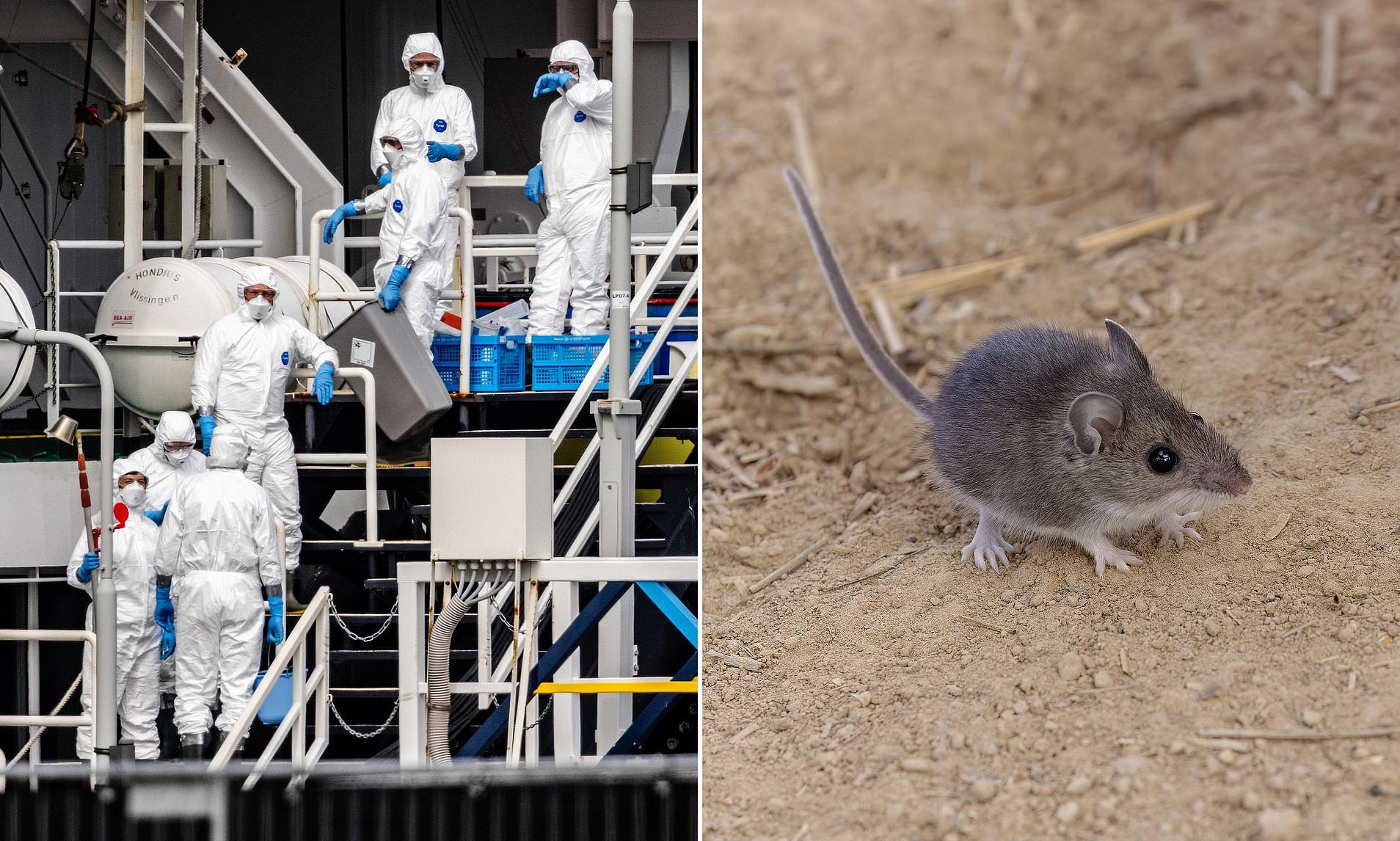 Arizona resident dies from rat virus that sparked outbreak on cruise ship
