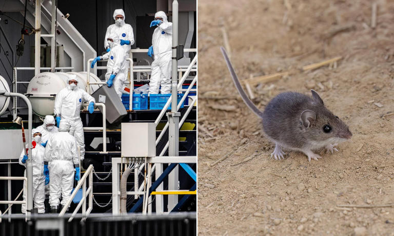 Arizona resident dies from rat virus that sparked outbreak on cruise ship