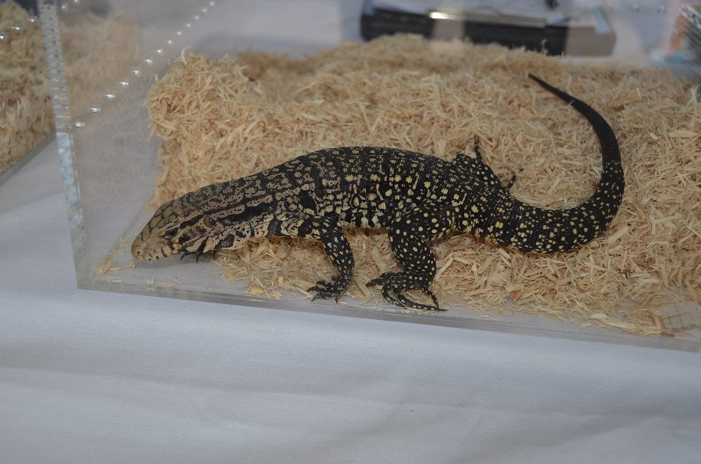 Invasive 4-foot-long tegus raise concerns across Georgia