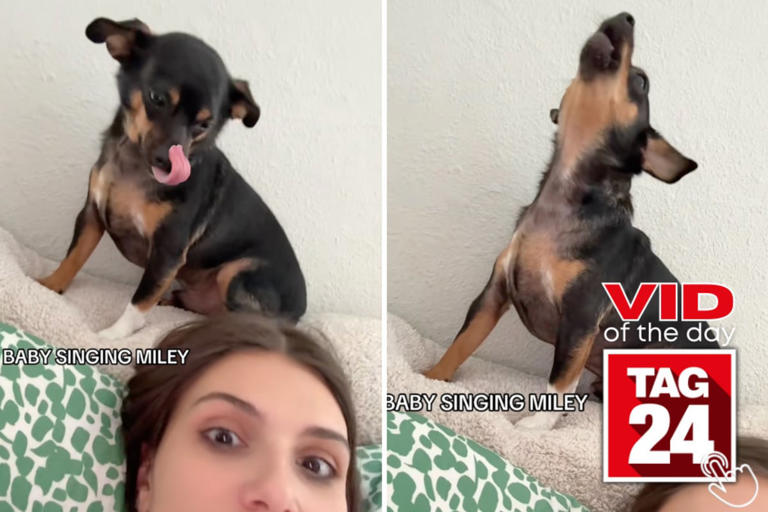 Viral video of the day for June 5, 2026: Adorable dog steals the show ...