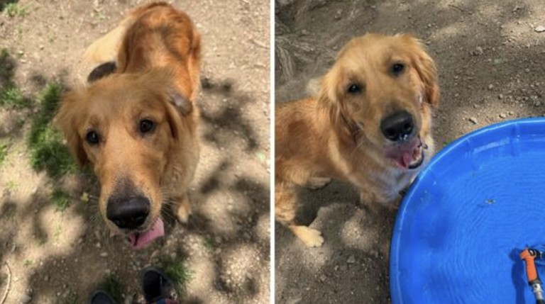 Stella is a loyal shadow in the making: Meet the high-energy golden ...