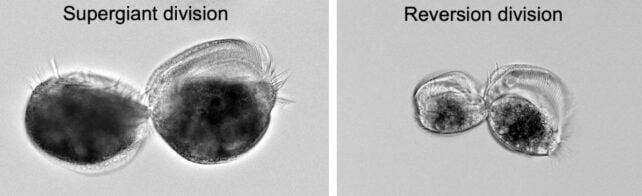 Newly discovered microbe turns into a cannibalistic 'supergiant'