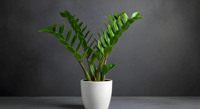 6 unique plants believed to attract good luck and peace indoors