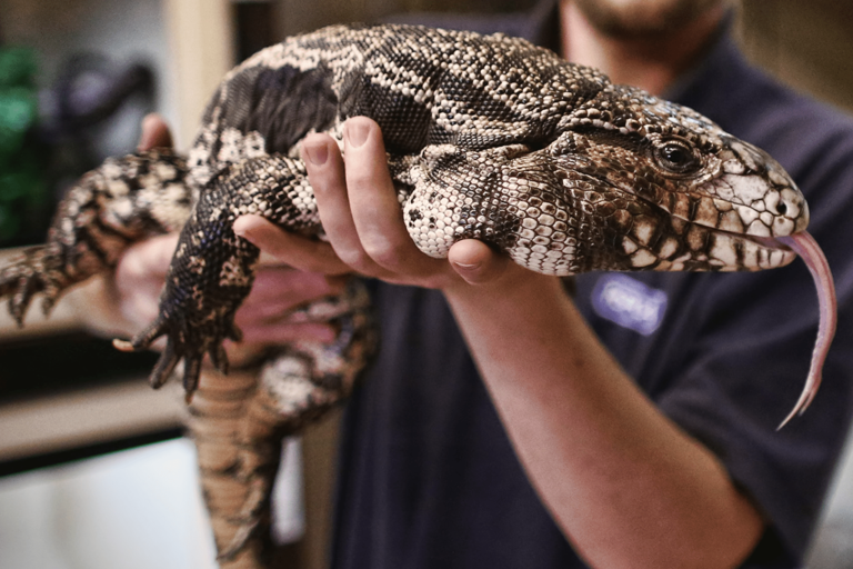 Map shows Georgia lizard sighting as residents told to report or kill