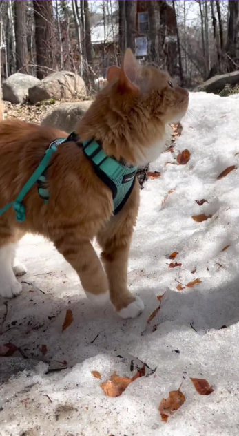 Fun hiking with a cute cat in Aspen Colorado