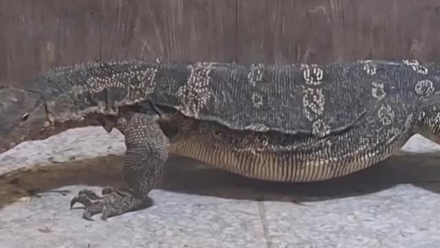 Wildlife handlers capture huge monitor lizard in hotel basement