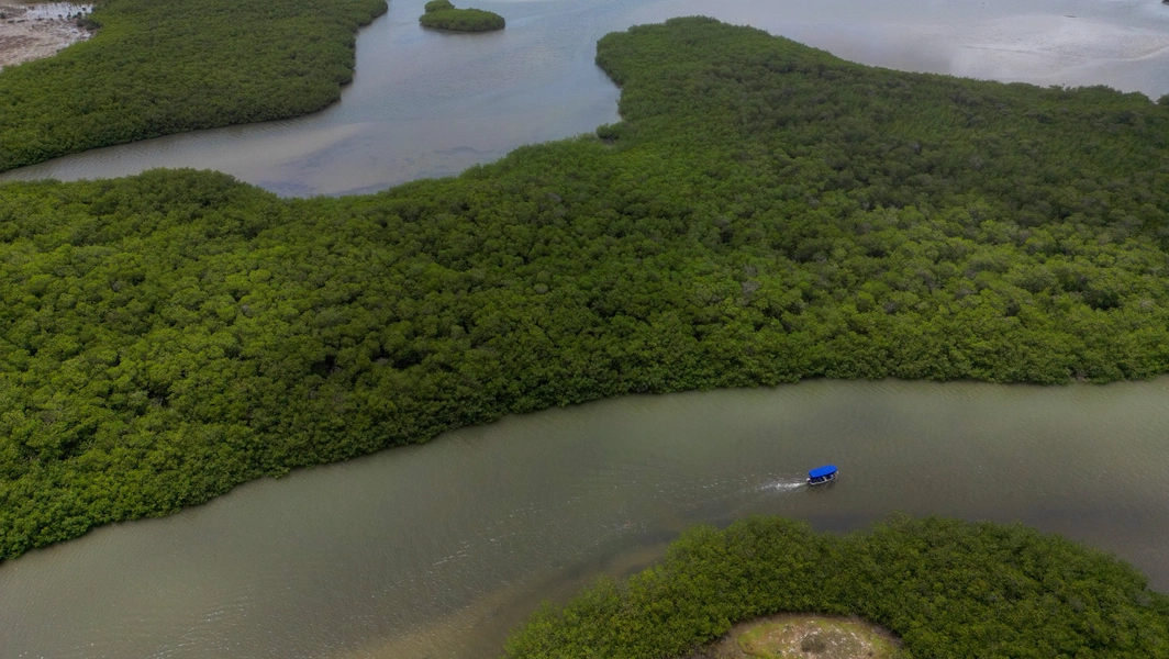 Global study shows mangroves recovering after decades of decline