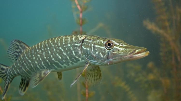 Fishing tournaments offer prizes for catching predatory fish species