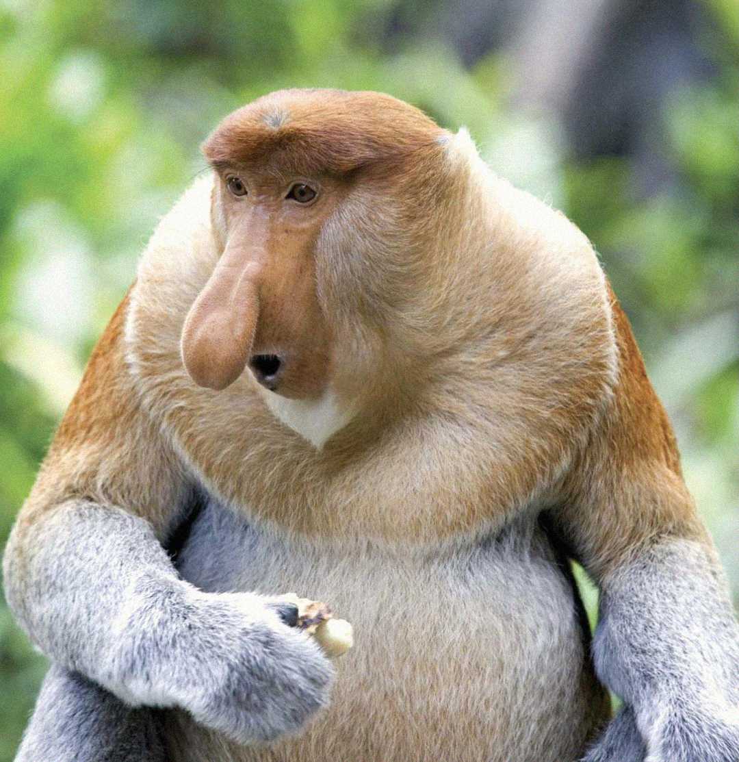 17 hilarious-looking animals in the world