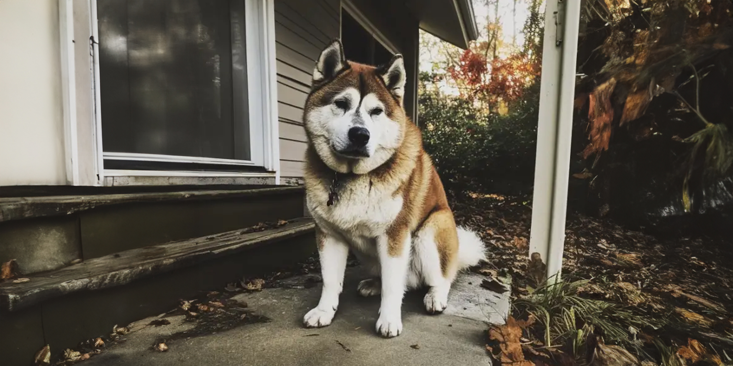 A stray dog kept returning to our new home — I followed it and ...