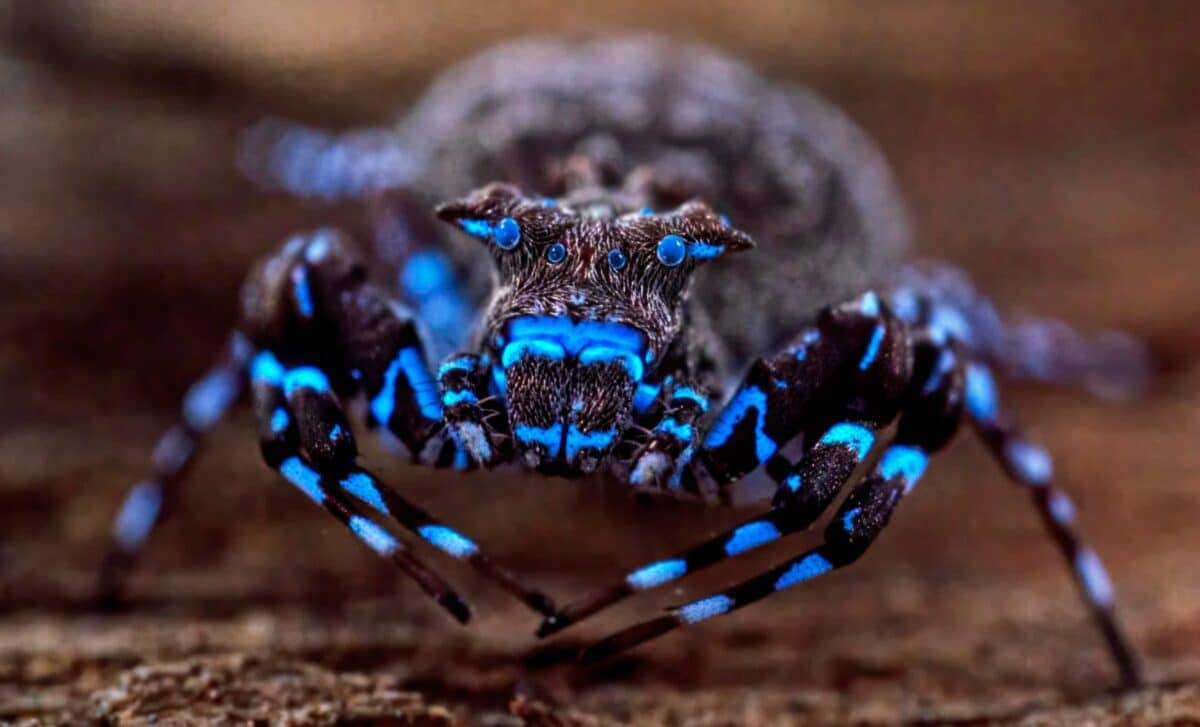 Glowing blue spider found among dozens of unknown species in an ...