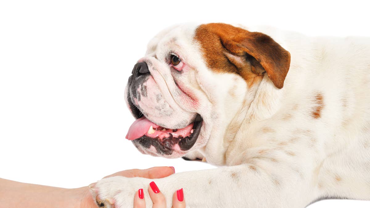 English bulldog is 'sickly obsessed' with her mama - nobody could ...