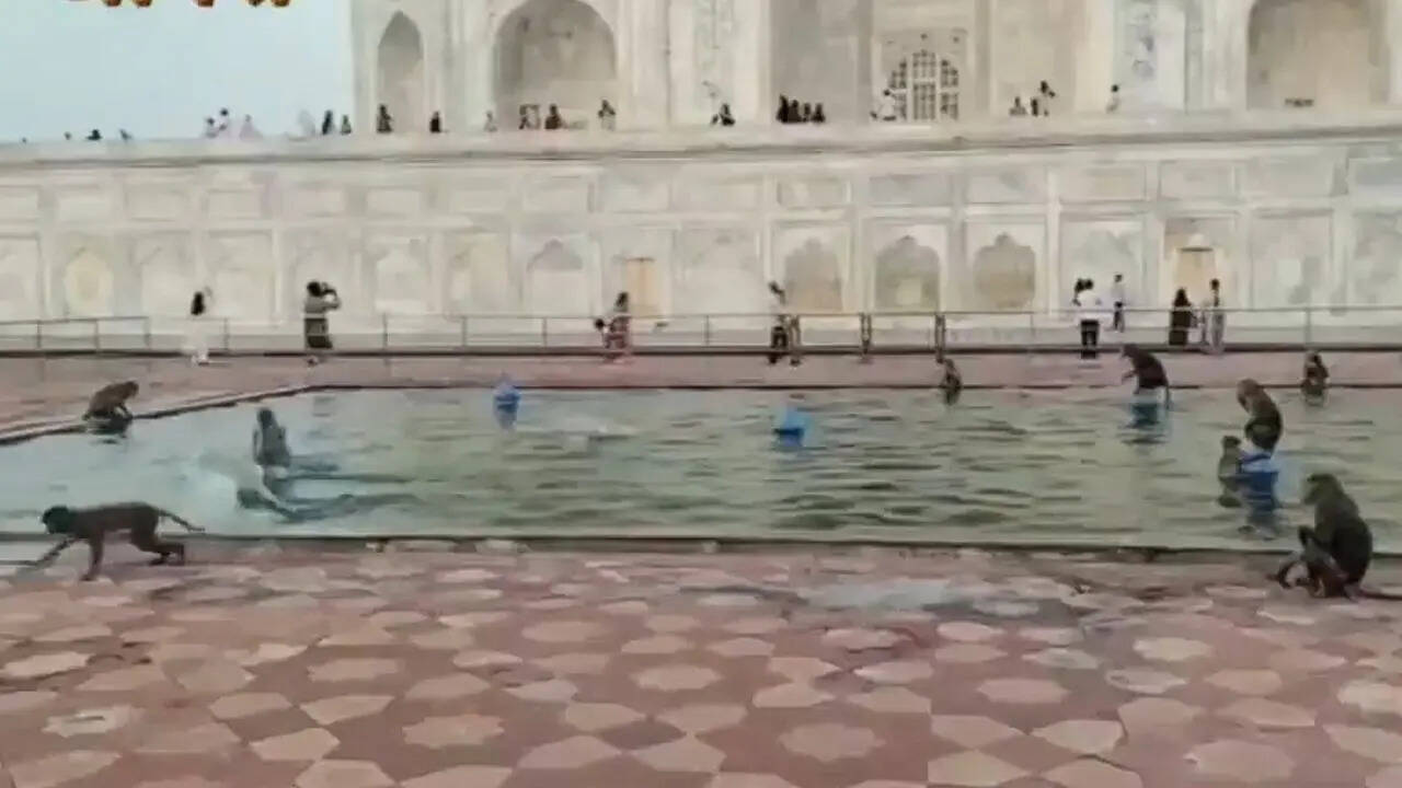 'Pool party' at Taj Mahal? Monkeys seen splashing around in viral video