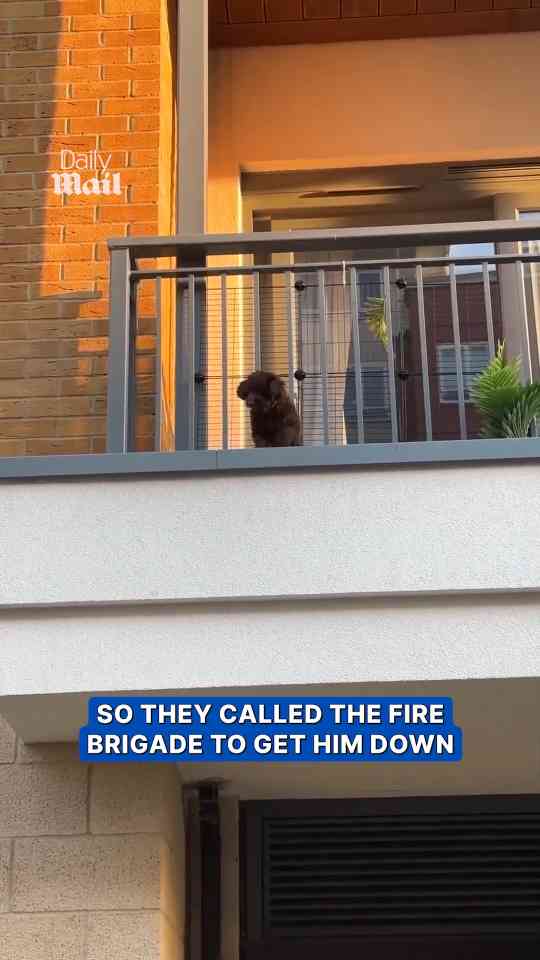 Man rescues dog stranded on narrow balcony ledge