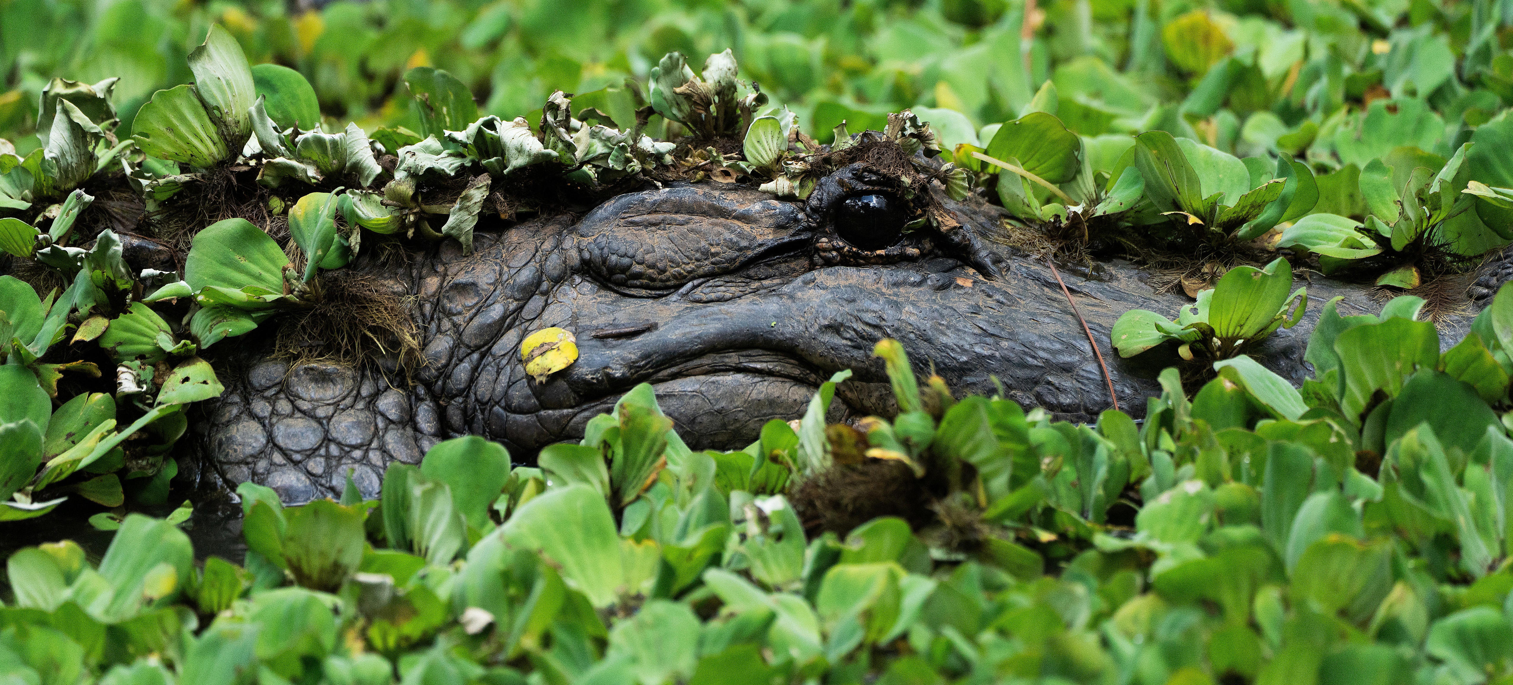 Alligator bites Florida man in the face. He's suing an airboat company