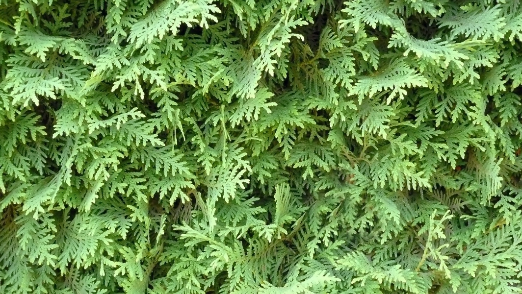 Evergreen shrub ideas for year-round garden beauty