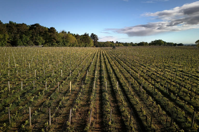 How the wine industry is adjusting to climate change