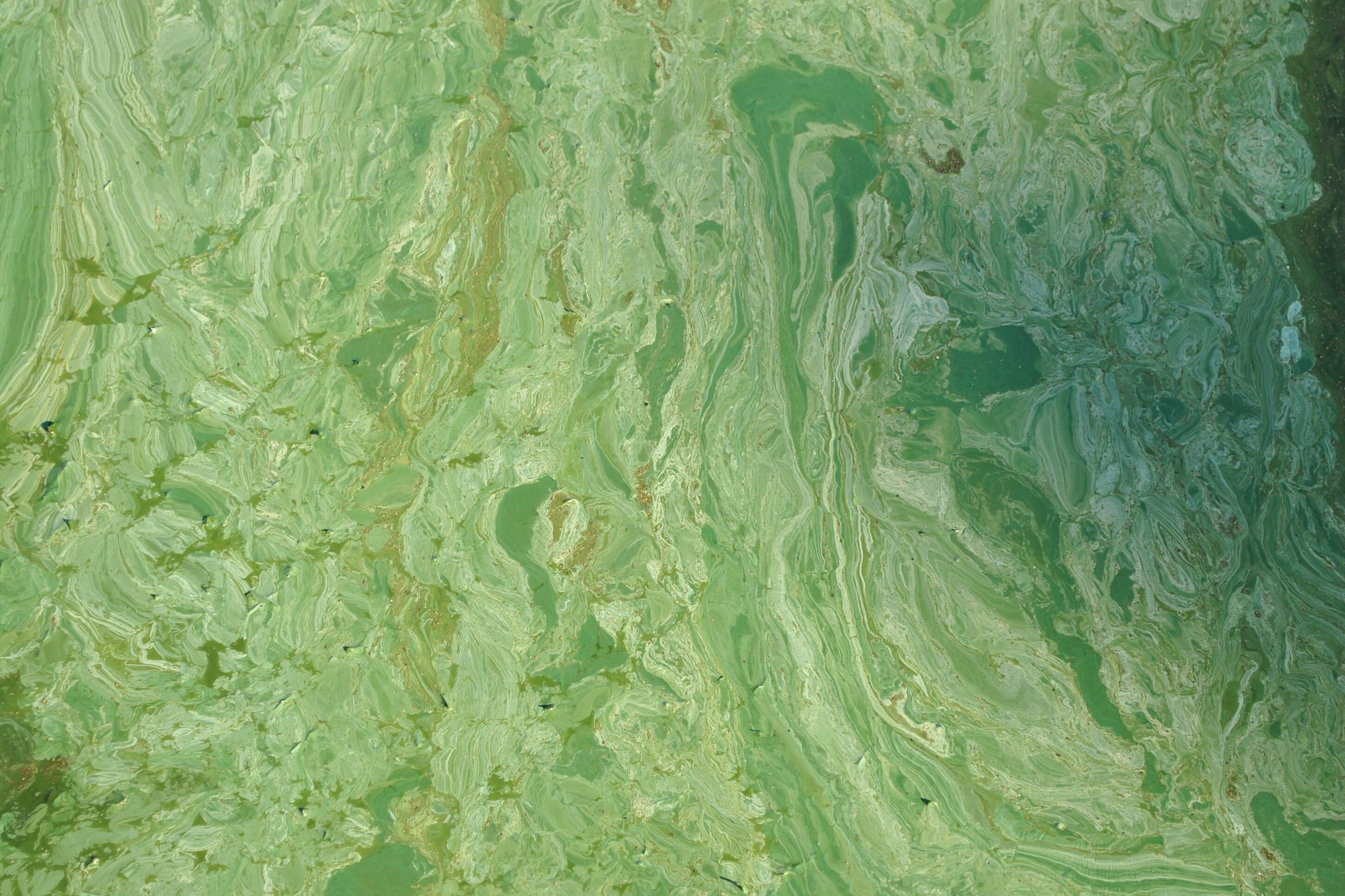 Health alert issued for Lake Jesup due to blue-green algae toxins
