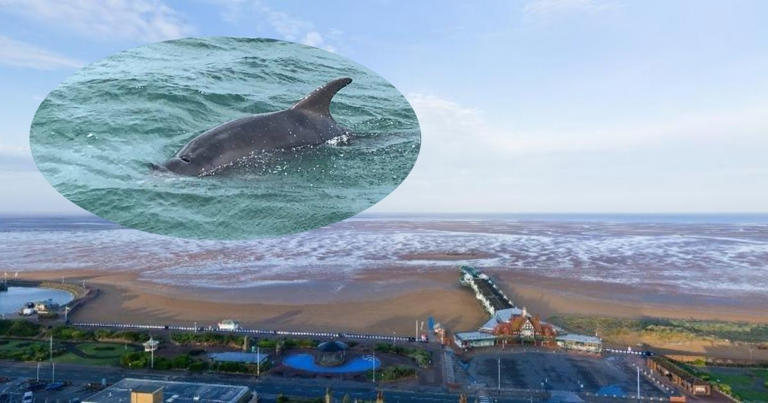 Update on dophin found washed up on Lytham beach tide line