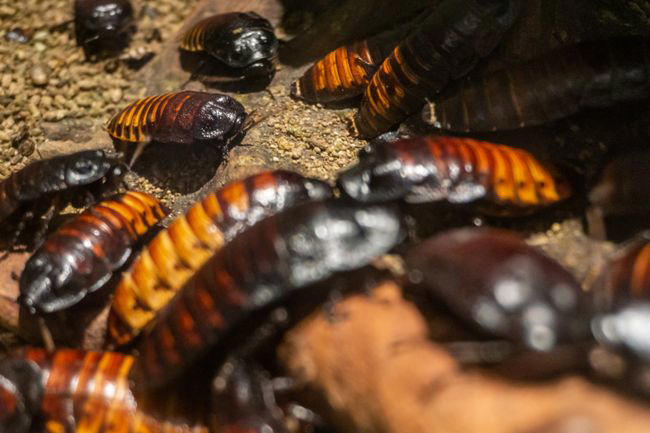 'Cockroach kingpin' nabbed with 100,000 live insects in record bug bust