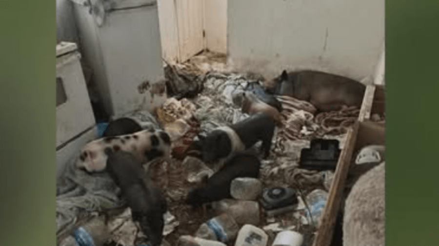 “Pretty horrific”: More than 50 pigs found inside Pittsburgh-area home ...