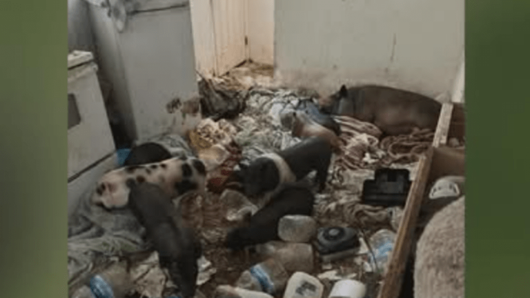 “Pretty horrific”: More than 50 pigs found inside Pittsburgh-area home ...