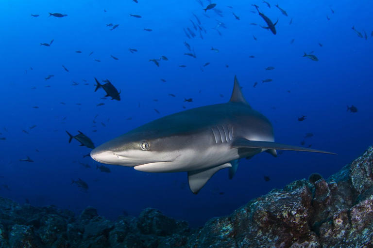 Dad of 2 speaks out from hospital bed after surviving shark attack: 'I ...