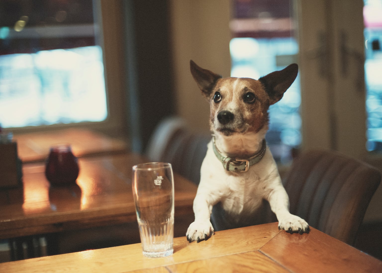 The best dog-friendly pubs in Northern Ireland