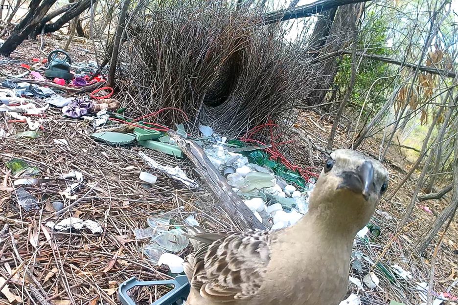 In an Australian city, birds are collecting handcuffs, medicine jars ...