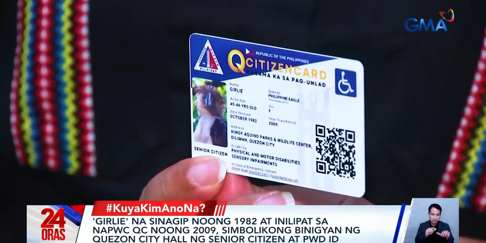 Philippine eagle Girlie gets senior citizen, PWD card from QC gov't