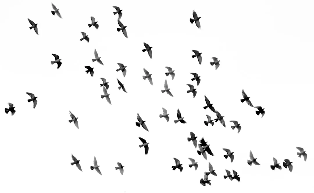 Shifting migrations: Why American birds are moving north sooner than usual