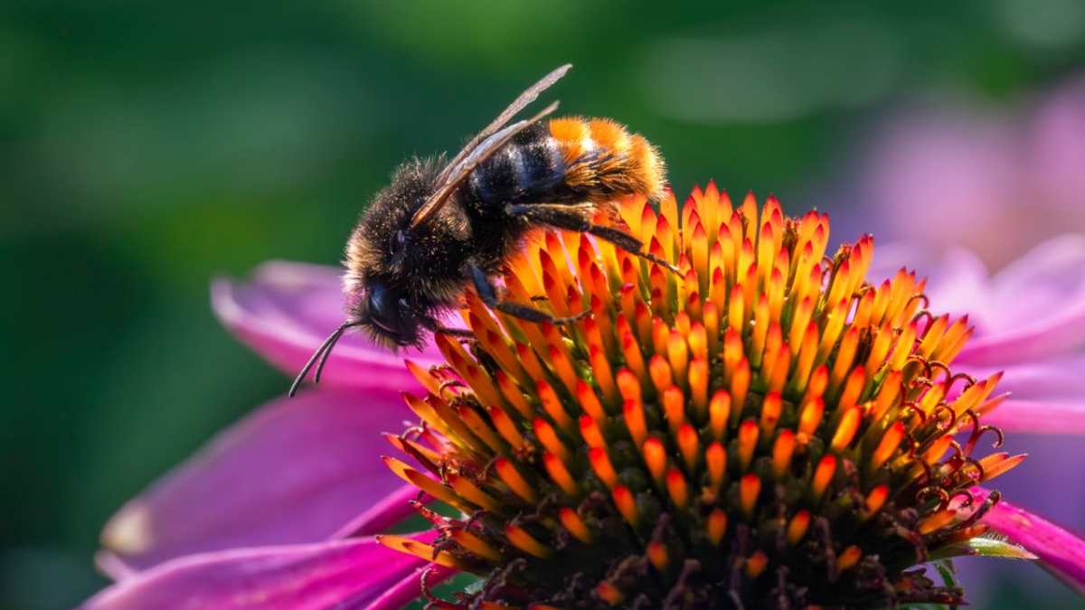 10 adorable bee facts you probably never knew