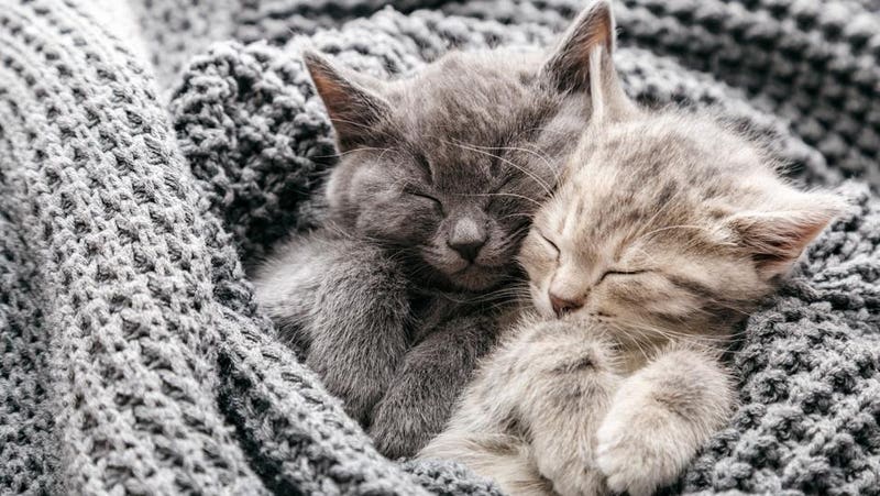 Need a name for your new cat? These are the 20 most popular cat names ...