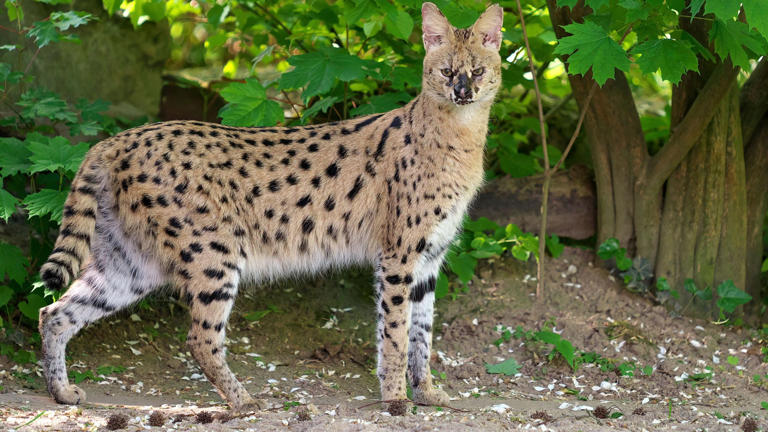Krefeld: Serval aus Krefelder Zoo ausgebrochen