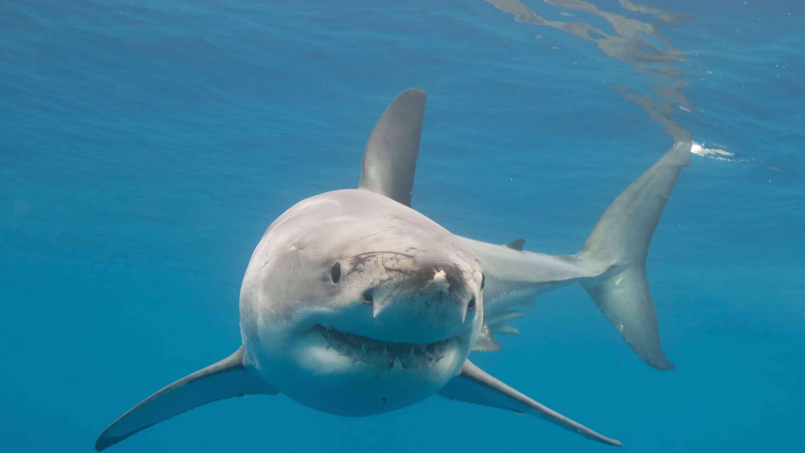 The odds were one in ten quadrillion: 14 ridiculously unlikely things ...