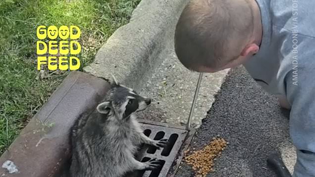 Heroes rescue chunky raccoon from drain