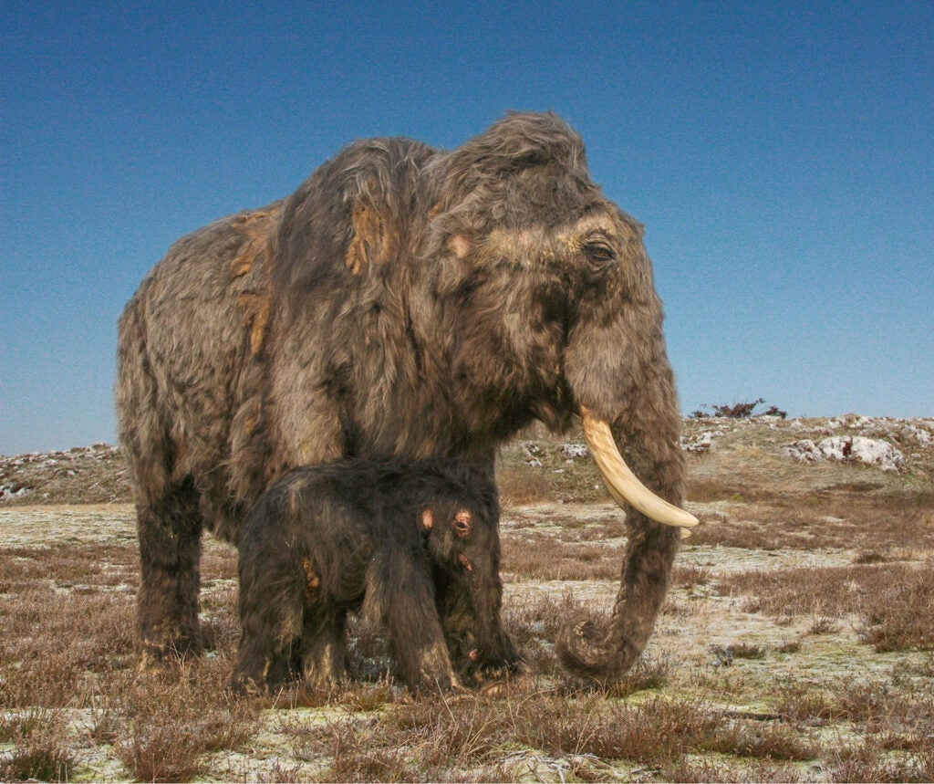 Woolly mammoths were likely butchered by hunters and gatherers, study finds