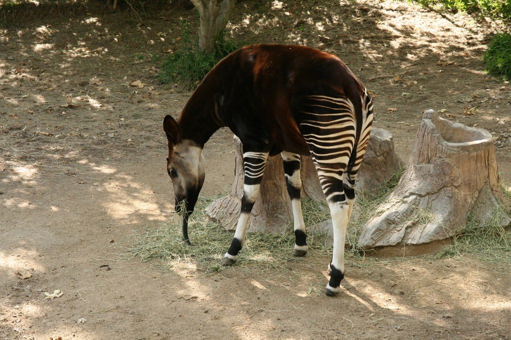 The extinct half-zebra that disappeared from Africa