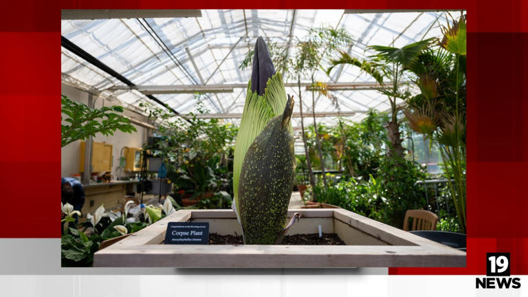 Cleveland Metroparks Zoo’s corpse flower expected to bloom soon