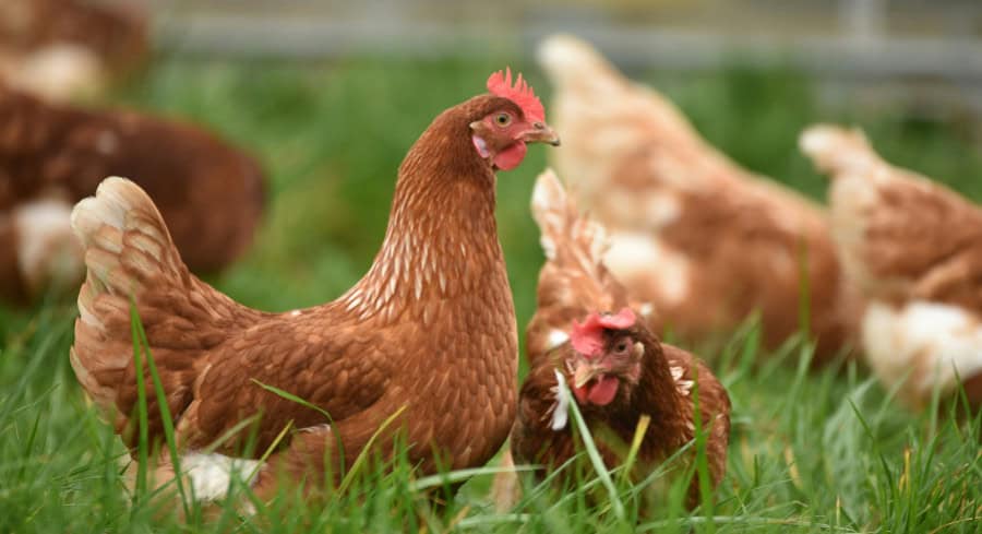 No pallet, no tax break: Arkansas Supreme Court tells Tyson 'chicken is ...