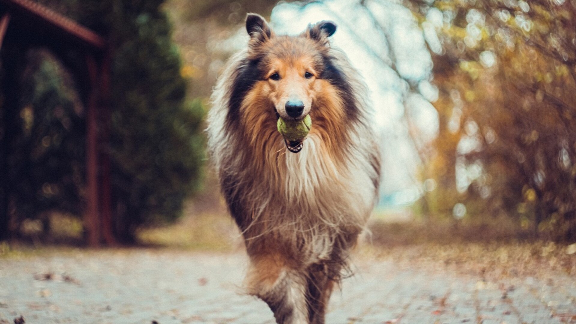 These dog breeds are considered the smartest