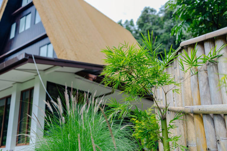 Gardening experts reveal the 10 plants and flowers they’d never put ...