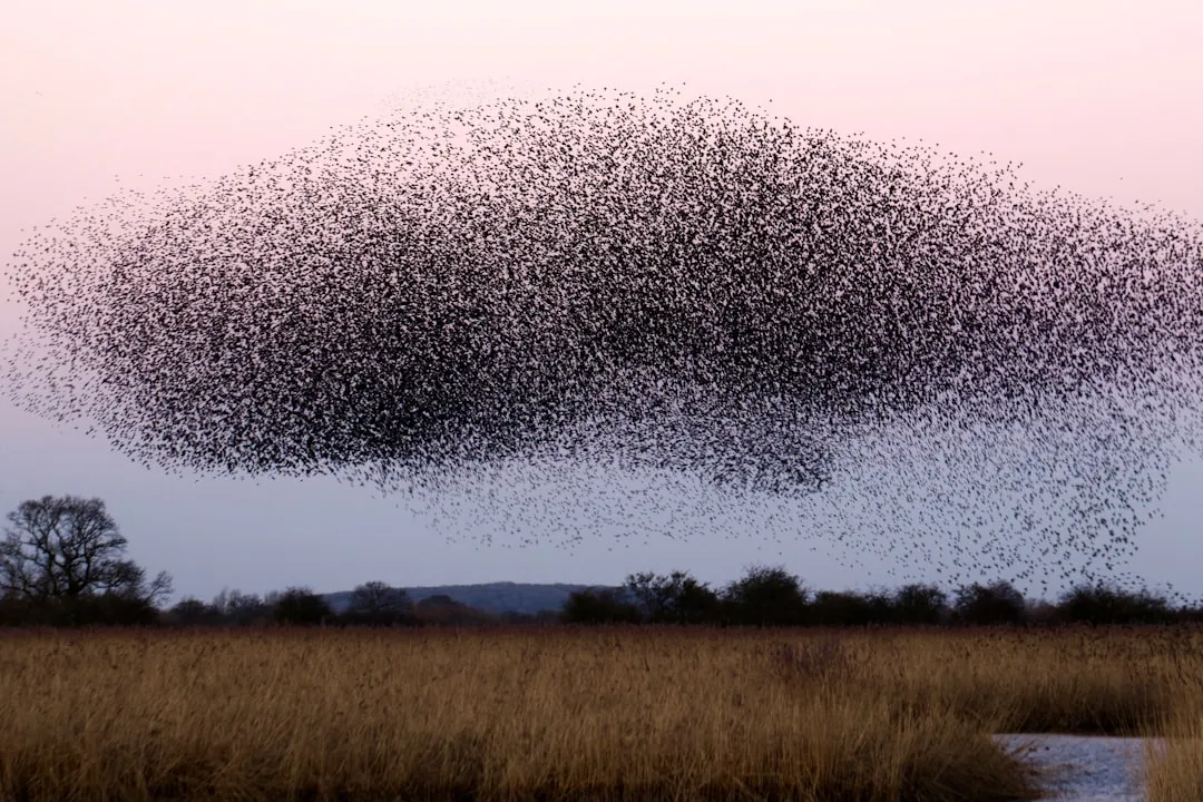 Shifting migrations: Why American birds are moving north sooner than usual