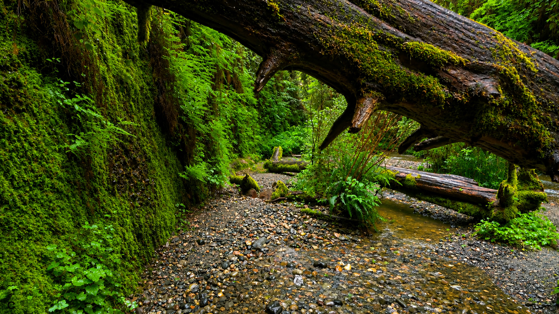 Fern Canyon feels like a Jurassic Park adventure (4K)
